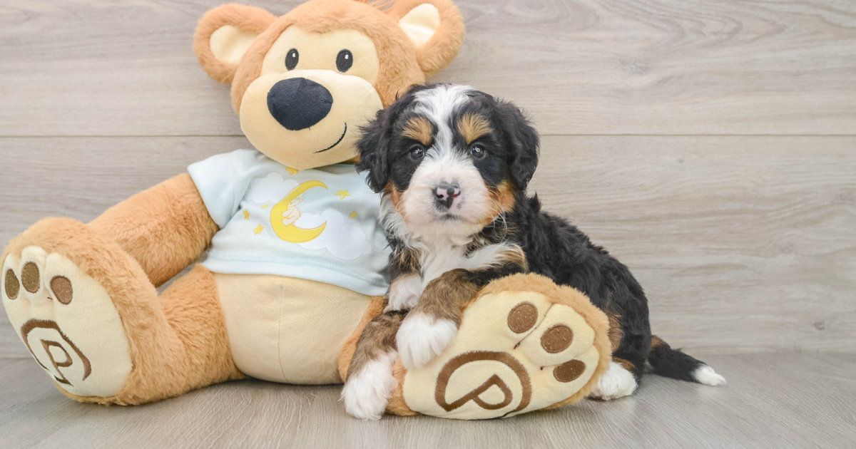 Mini Bernedoodle Aberdeen: 4lb 2oz Doodle Puppy
